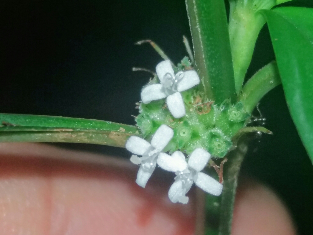 Borreria ocymifolia (Plantas da Mata Atlântica) · iNaturalist