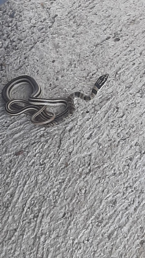 Mexican Patchnose Snake from 48898 Jal., México by María Luisa González ...