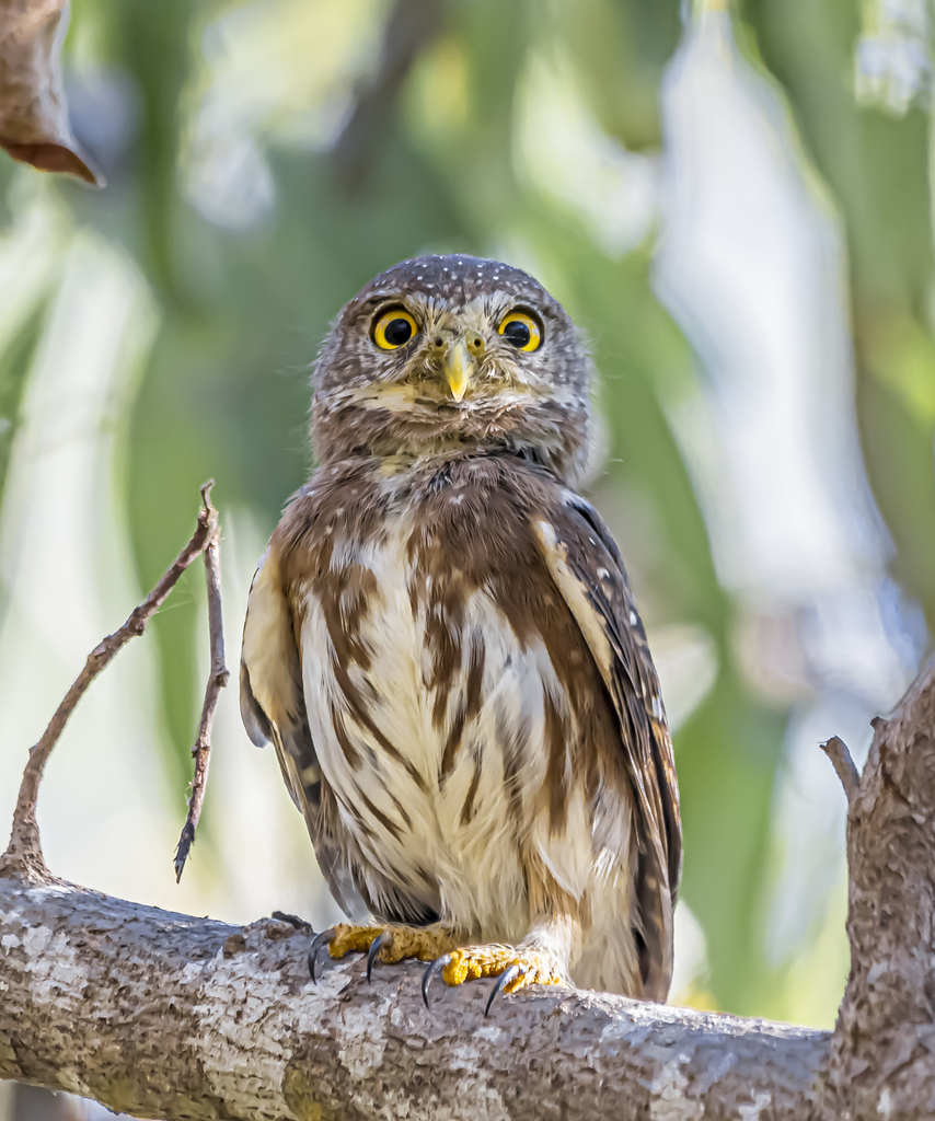 Colima Pygmy-Owl from Carr. a Chacala Km 3, 48400 El Tuito, Jal ...