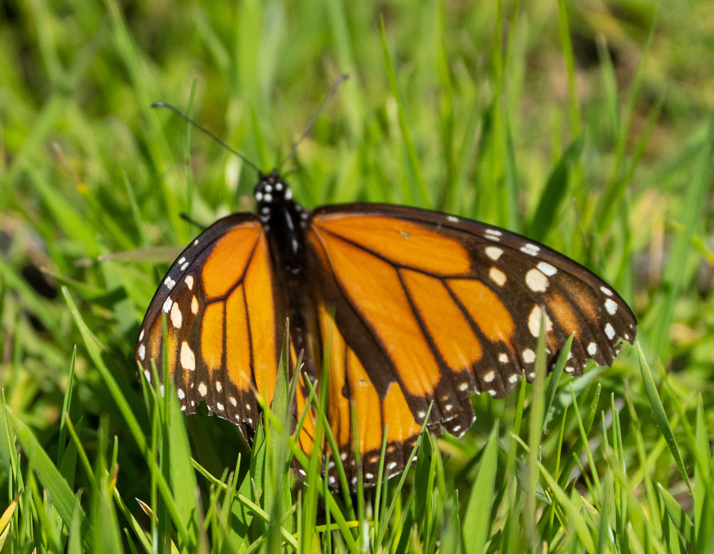 Monarch from Richmond, CA, USA on March 7, 2024 at 12:01 PM by Henry ...