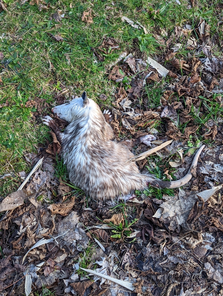 Virginia Opossum from Vancouver, WA 98662, USA on March 7, 2024 at 05: ...