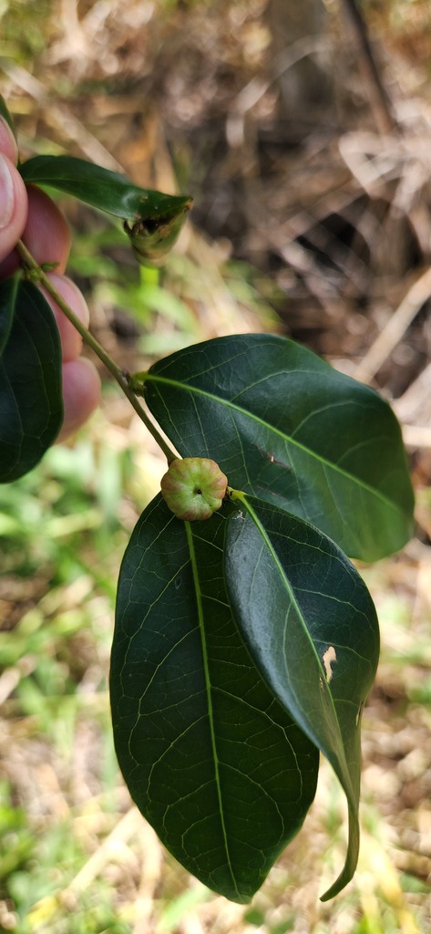 Cheese Tree from Hervey Bay QLD 4655, Australia on March 8, 2024 at 09: ...