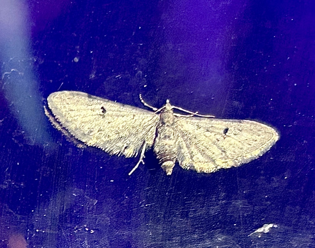 Common Eupithecia Moth from Buena Vista Way, Berkeley, CA, US on March ...