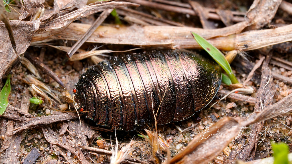 Metallic Emerald Cockroach from 中国广西壮族自治区崇左市龙州县 on February 4, 2024 at ...