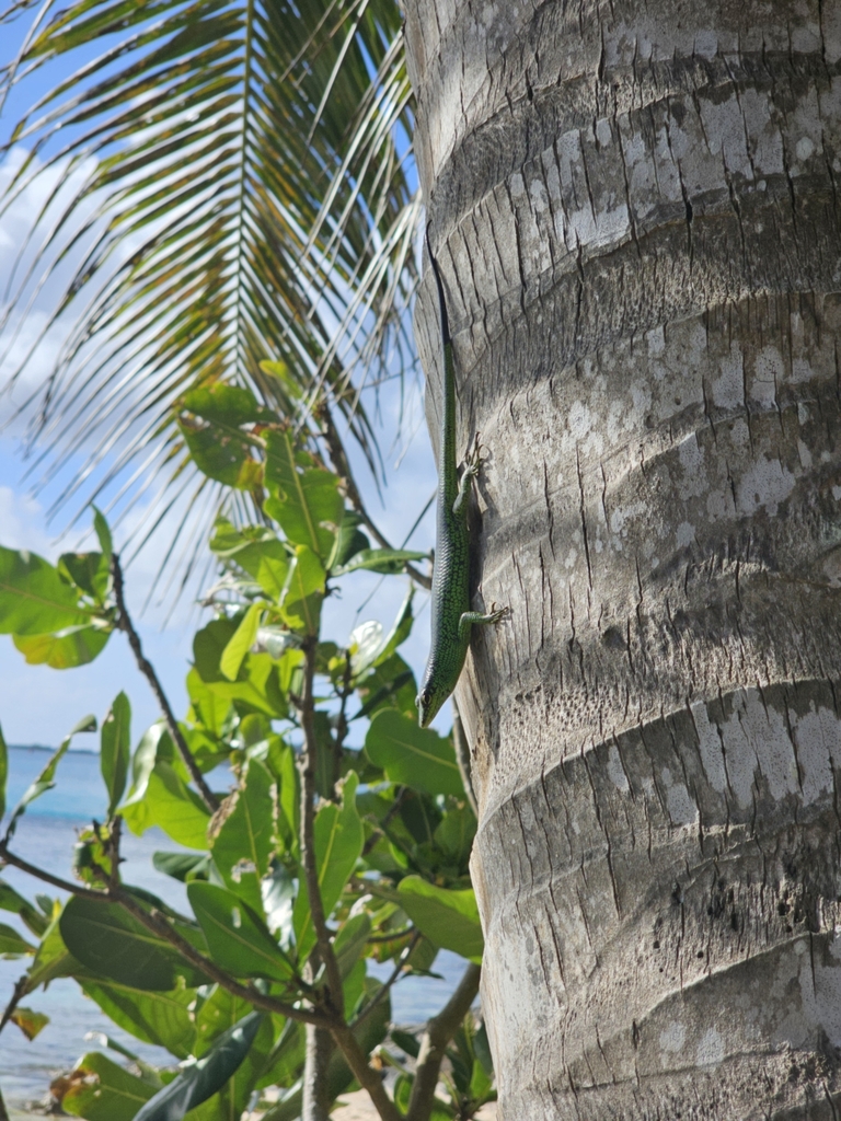 Emerald Tree Skink from Tinian, MP on March 8, 2024 at 04:08 PM by Ray ...