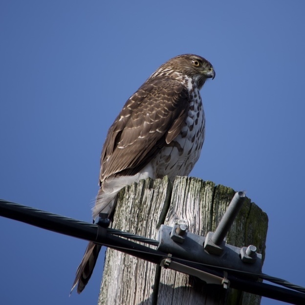 Cooper's Hawk from Seventh St, Sidney, BC, CA on March 7, 2024 at 10:11 ...