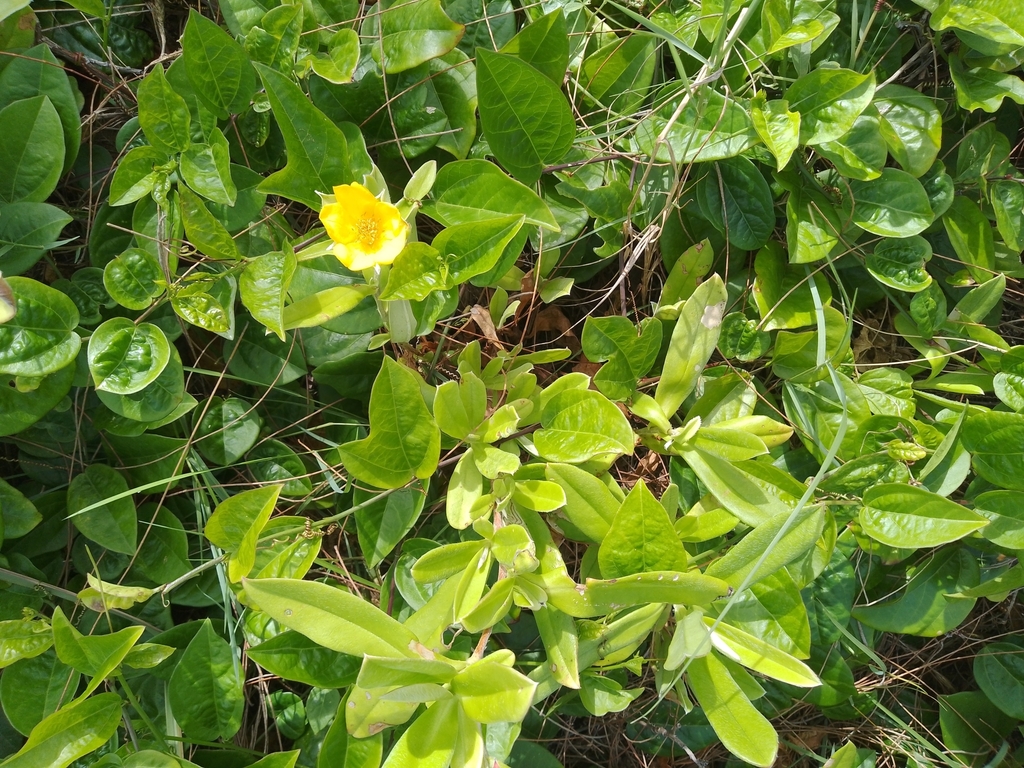 Climbing Guinea flower from Sylvan Dr at Pandanus Street, Moore Park Beach QLD 4670, Australia ...