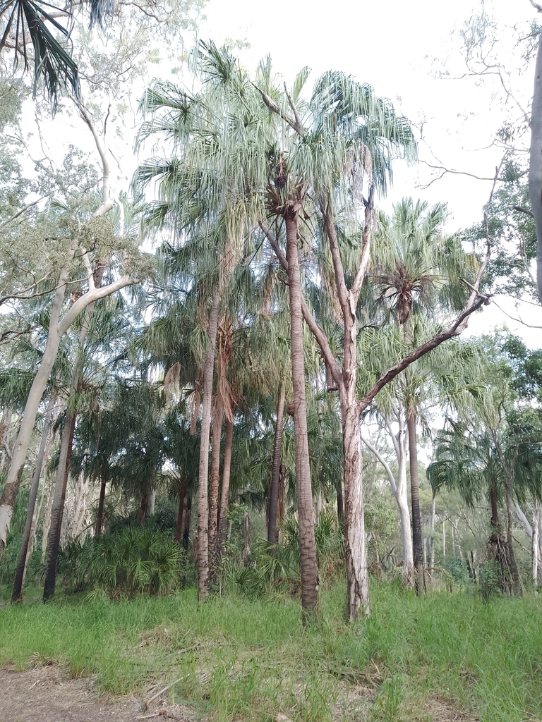 Ribbon Fan Palm from Moore Park Beach QLD 4670, Australia on March 8 ...
