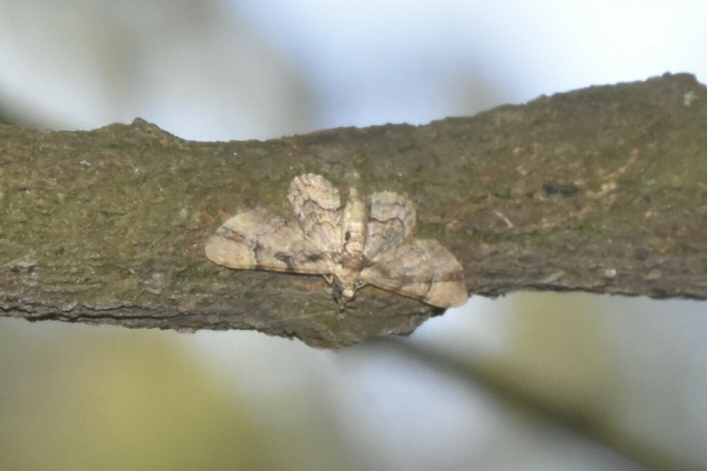 Pug Moths & Allies from Sunshine Coast QLD, Australia on March 7, 2024 ...