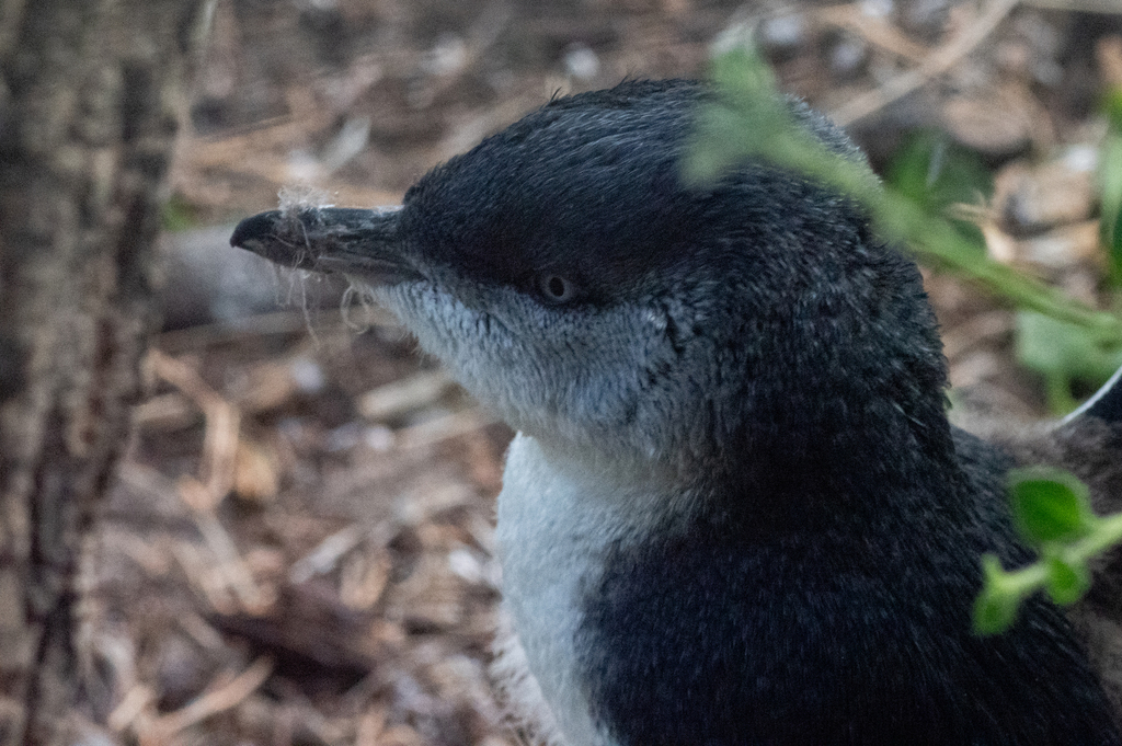 Australian Little Penguin in February 2024 by Caius Cheung · iNaturalist