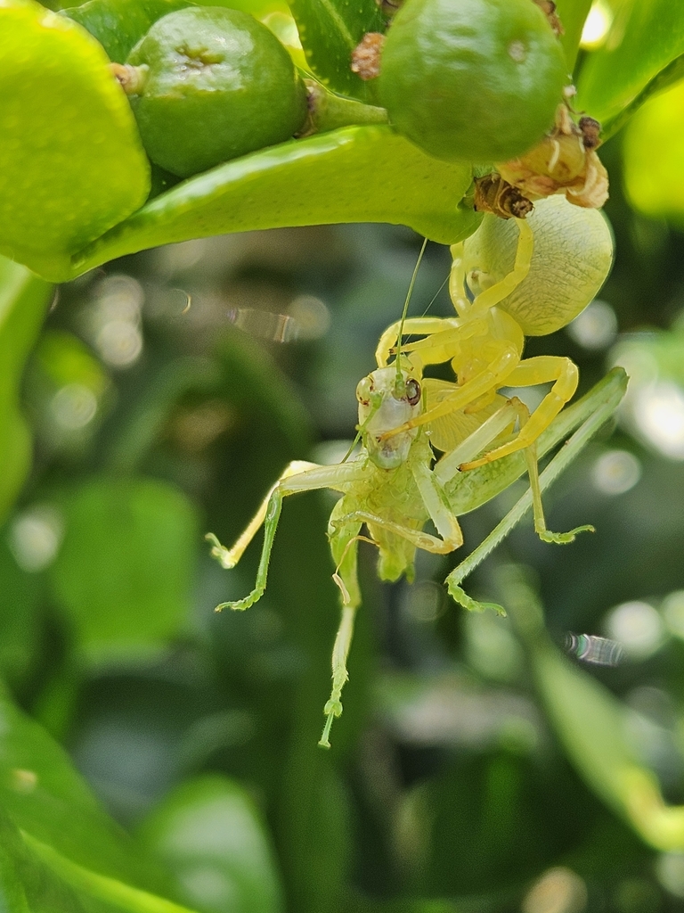 Flower Crab Spiders from Bokarina QLD 4575, Australia on February 4 ...