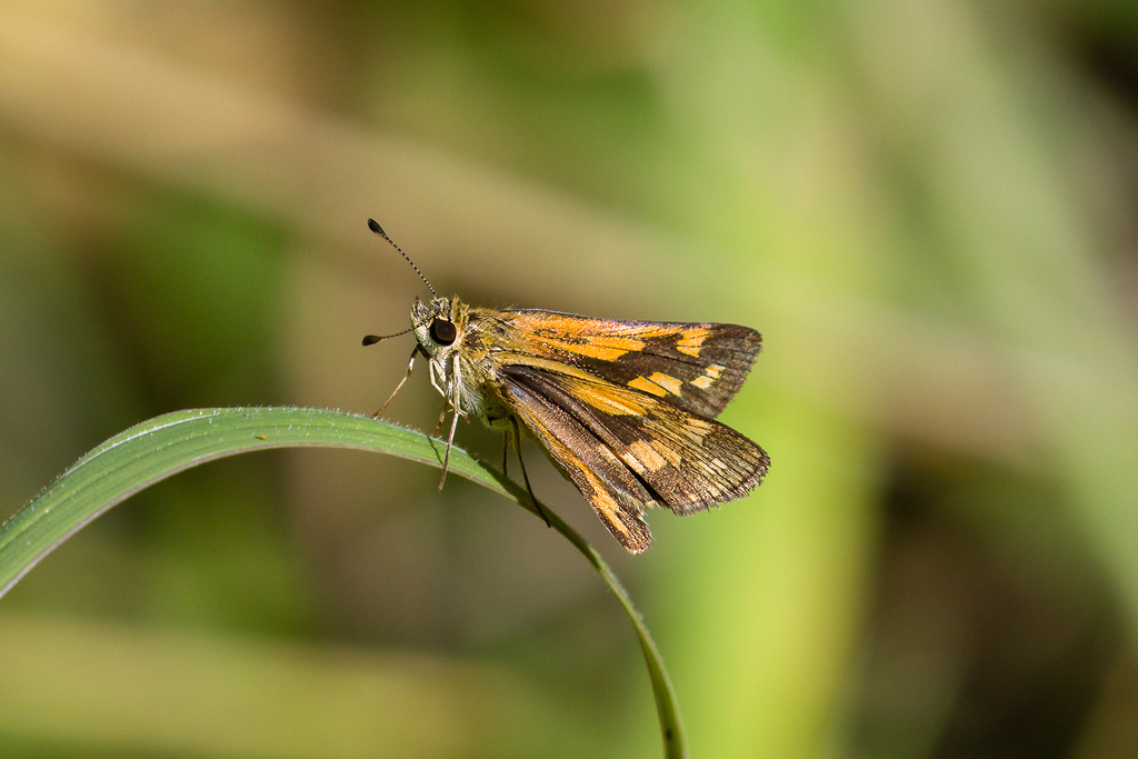 Ina Grass-dart from Goolman QLD 4306, Australia on March 8, 2024 at 08: ...