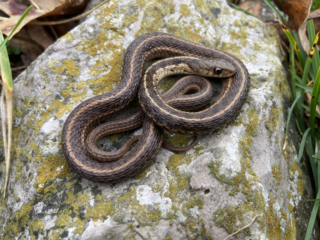Common Garter Snake in March 2024 by Jason Butler · iNaturalist