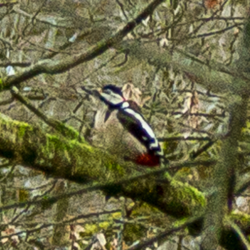 Great Spotted Woodpecker from 56751 Polch, Deutschland on December 30 ...