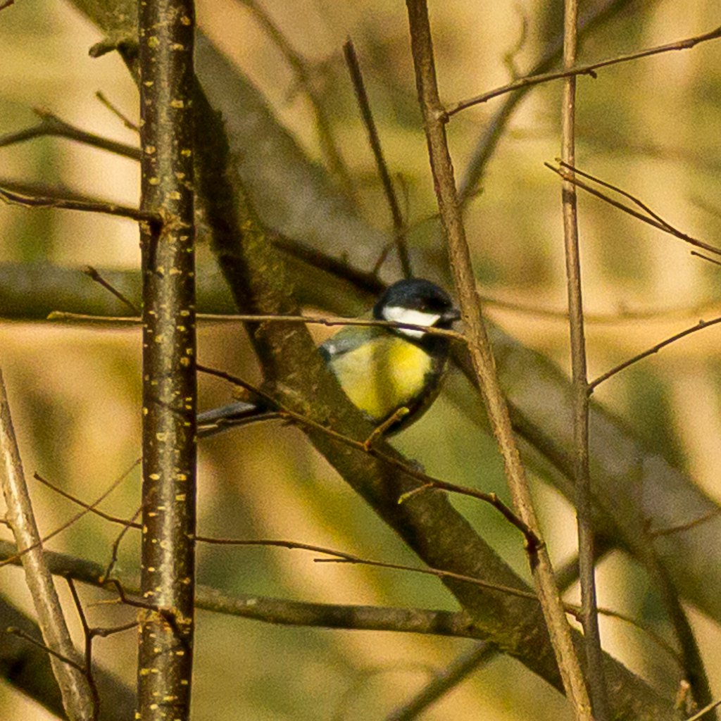 Great Tit from 56751 Polch, Deutschland on December 30, 2023 at 02:42 ...