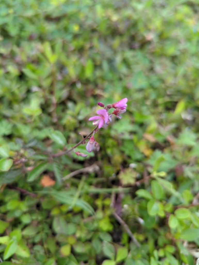 creeping beggarweed from Placido Bayou, St. Petersburg, FL 33703, USA ...