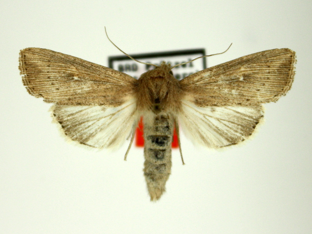 Obscure Wainscot from 15 Prötzel, Deutschland on July 1, 1991 by Jörg ...
