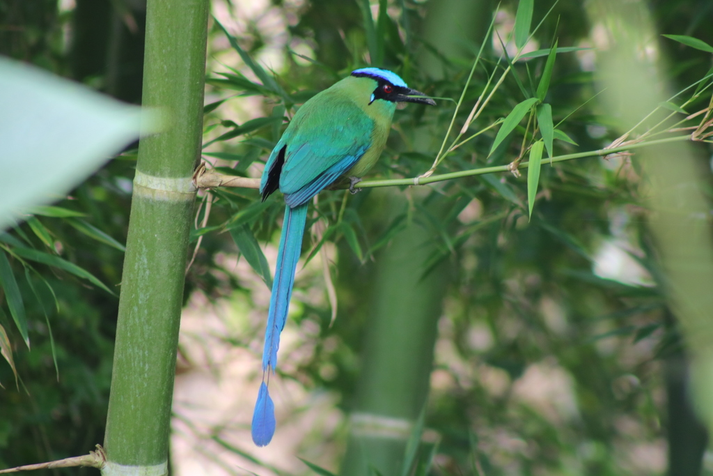 Andean Motmot in April 2019 by Johnny Pavas. Fotos ©® Ana Maria Higuita ...