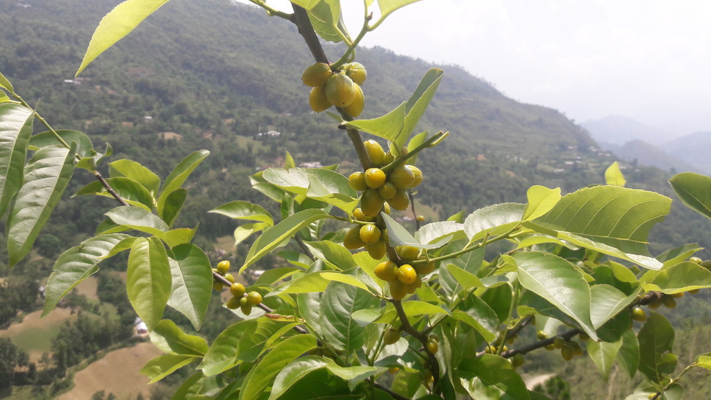 flowering plants from Kharjyang 32600, Nepal on June 2, 2017 at 01:19 ...
