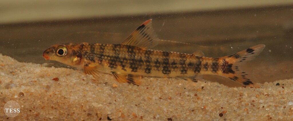 African Striped Darter from Pujehun, Sierra Leone on March 3, 2024 at ...