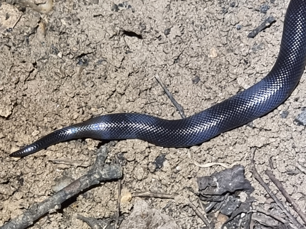 Watson’s Burrowing Asp from Zakouma, TD-SA-AT, TD-SA, TD on September ...