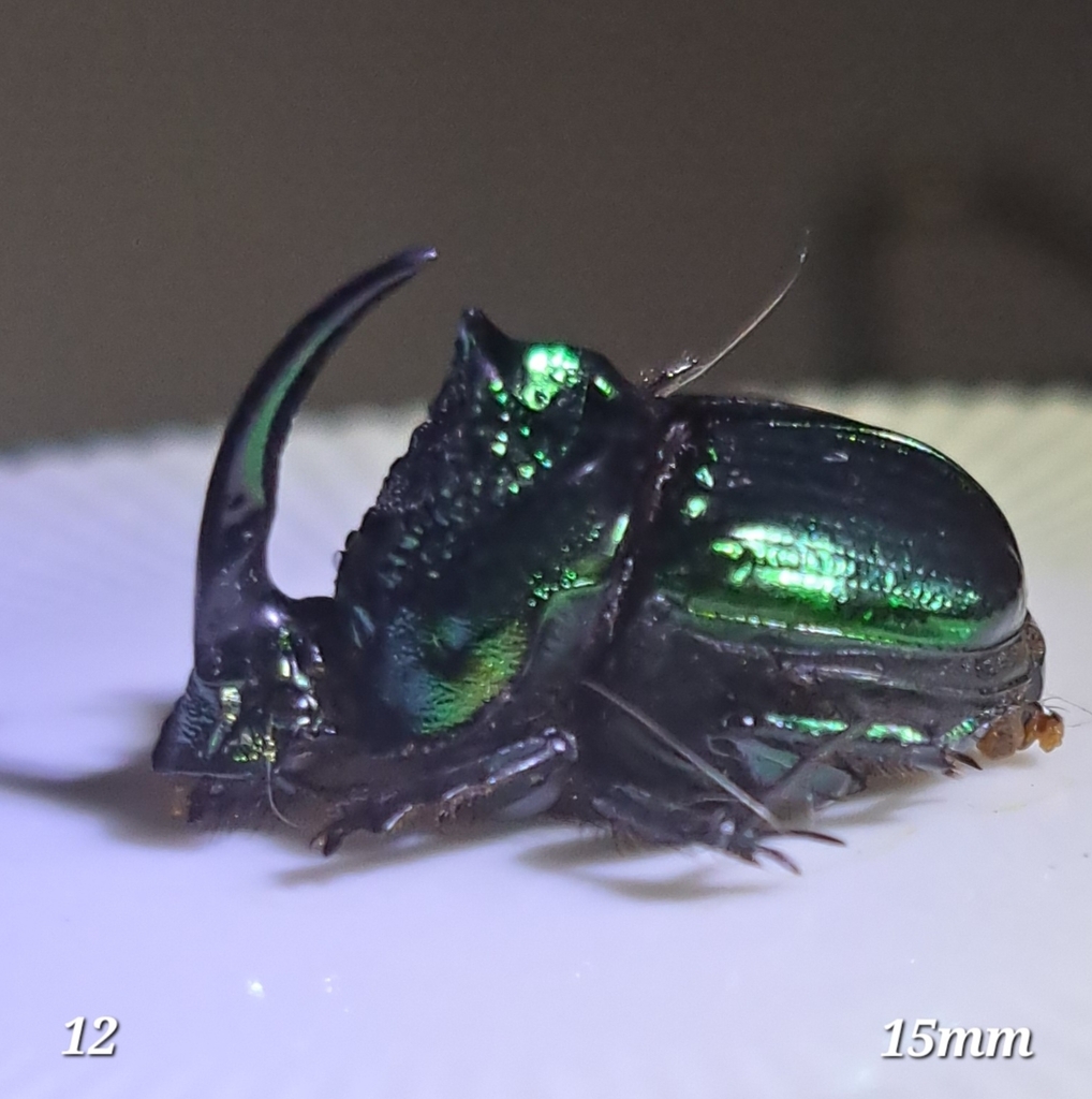 Phanaeus daphnis from monoc on July 3, 2019 by Lilia Salazar-Marcial ...