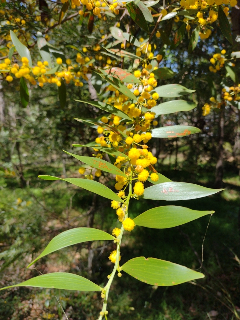 flat-stemmed wattle from Fleming Rd at Chapel Woods, Mount Coot-Tha QLD ...