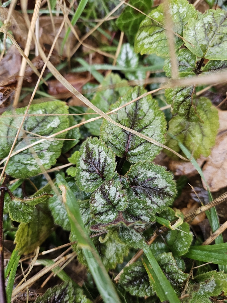 Variegated Yellow Archangel from Christleton, Chester CH3, UK on ...