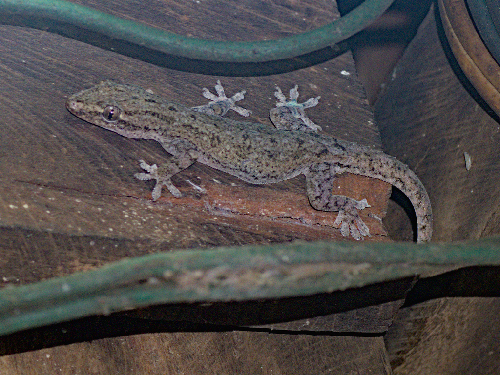 Asian House Gecko from Tatahuicapan de Juárez, Ver., México on March 2 ...