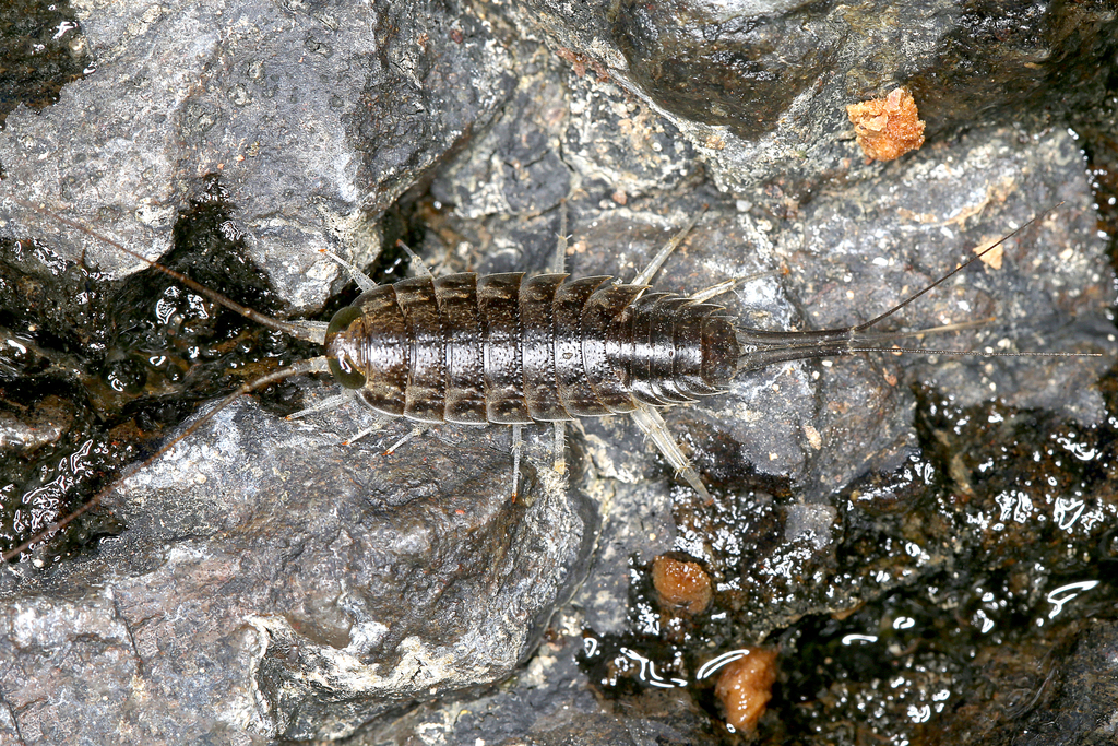 Sea Slaters from Puntarenas Province, Osa, Costa Rica on February 24 ...