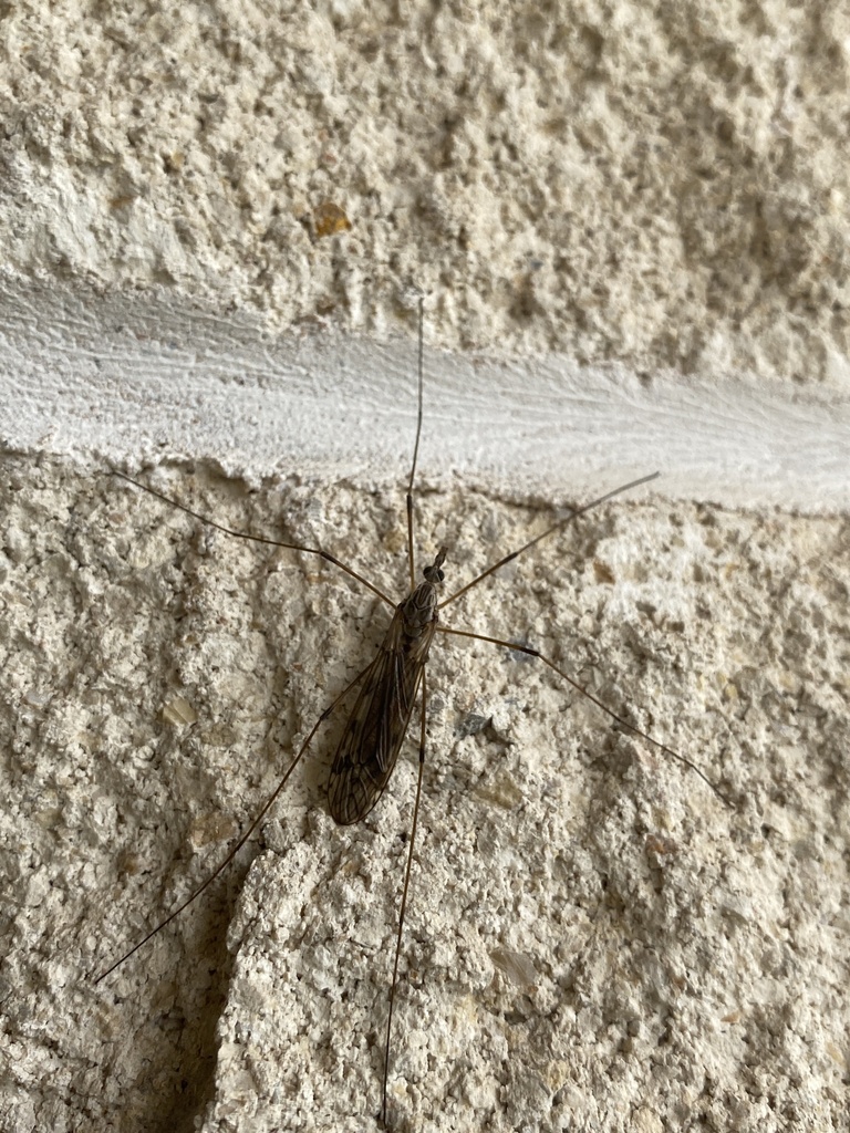 Crane Flies from Woodlake Dr, Georgetown, TX, US on March 8, 2024 at 03 ...
