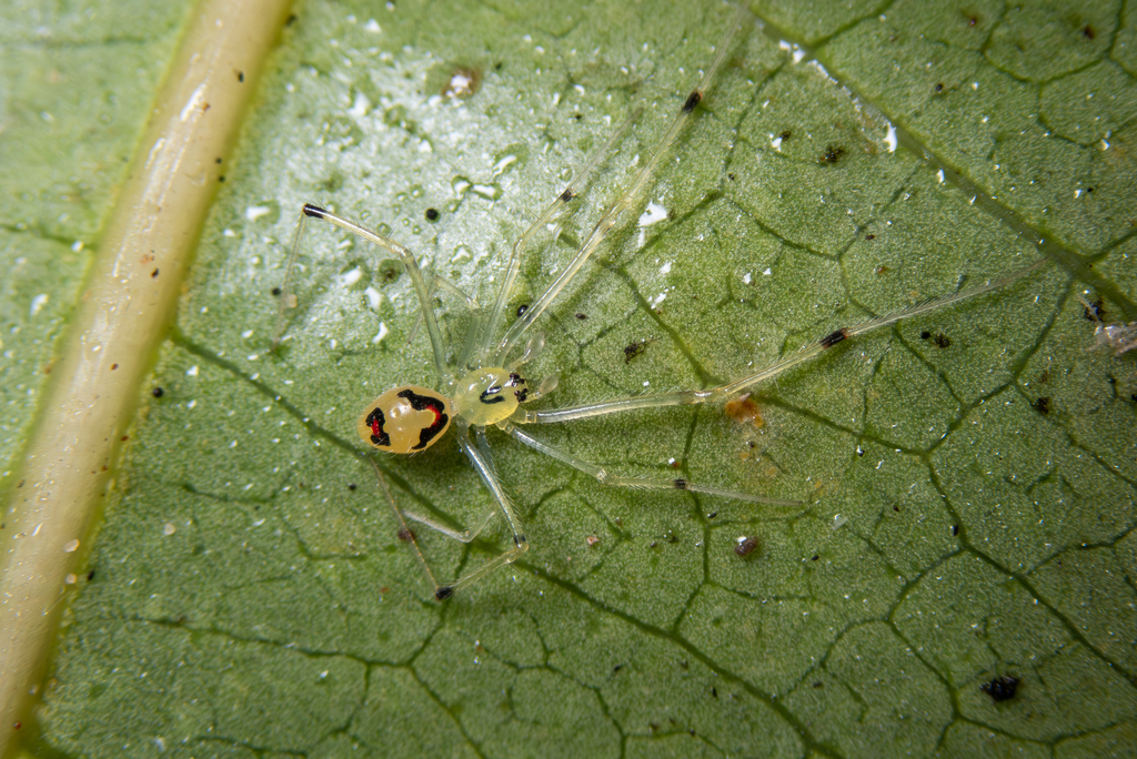Hawaiian Happy Face Spider in March 2024 by Brendan Wang · iNaturalist