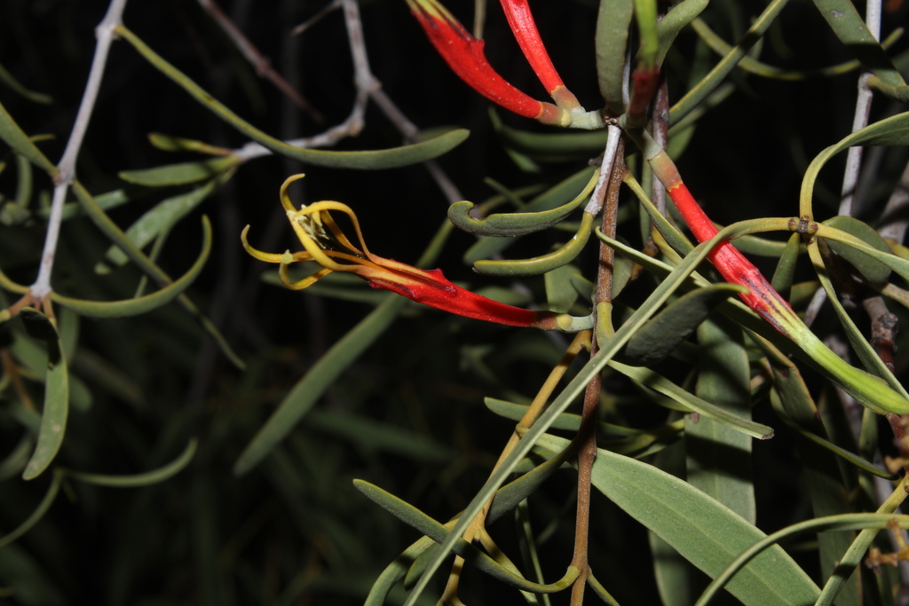 Harlequin Mistletoe from Orroroo SA 5431, Australia on March 2, 2024 at ...