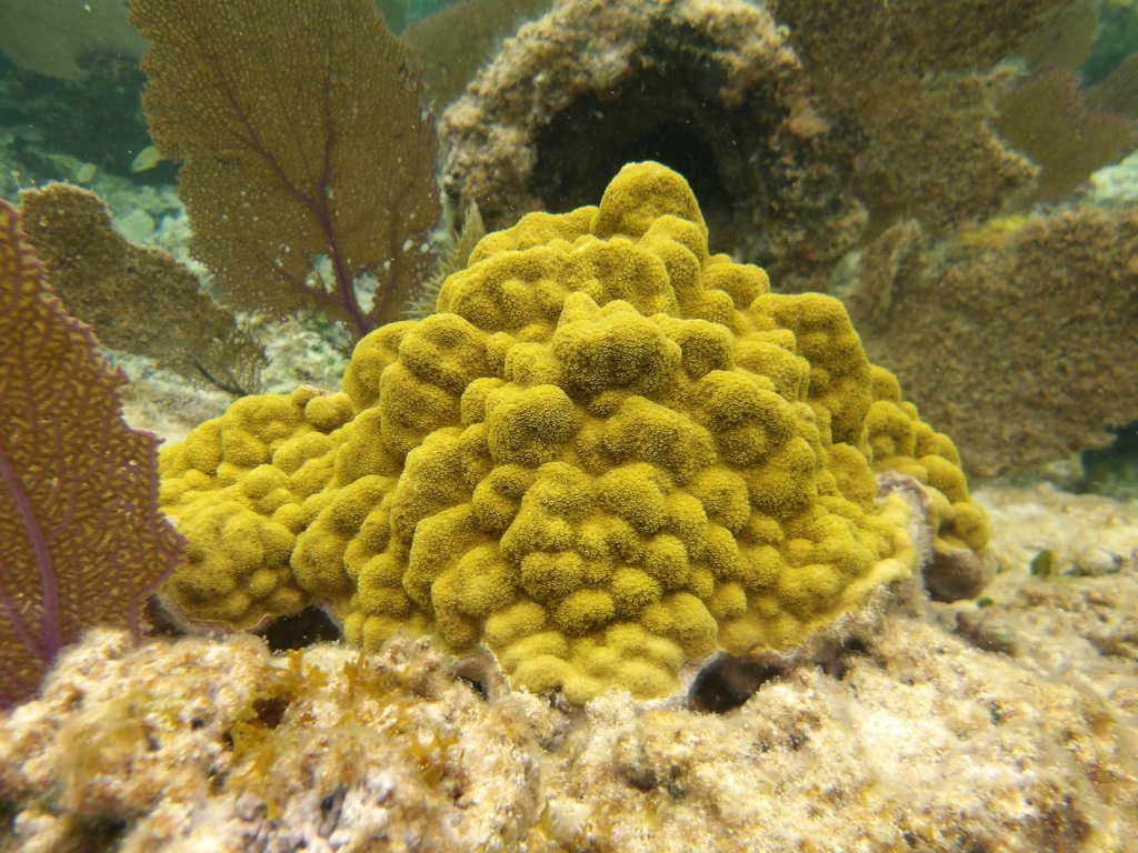 Mustard Hill Coral in March 2024 by Ripley Kindervater · iNaturalist