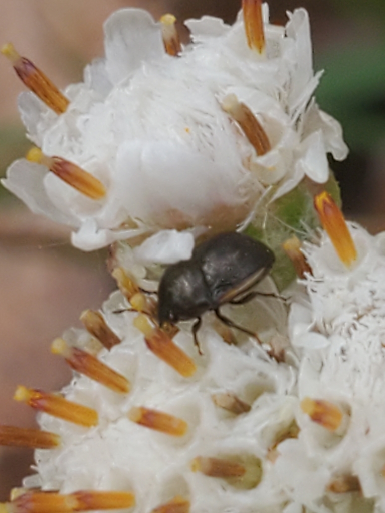 Winged and Once-winged Insects from Hot Springs, AR, USA on March 5 ...