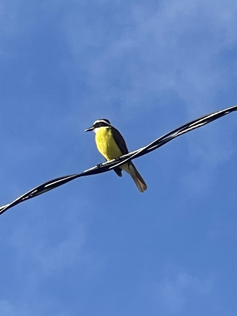 Great Kiskadee from 14 Sur, Tulum, Q. Roo., MX on March 4, 2024 at 09: ...
