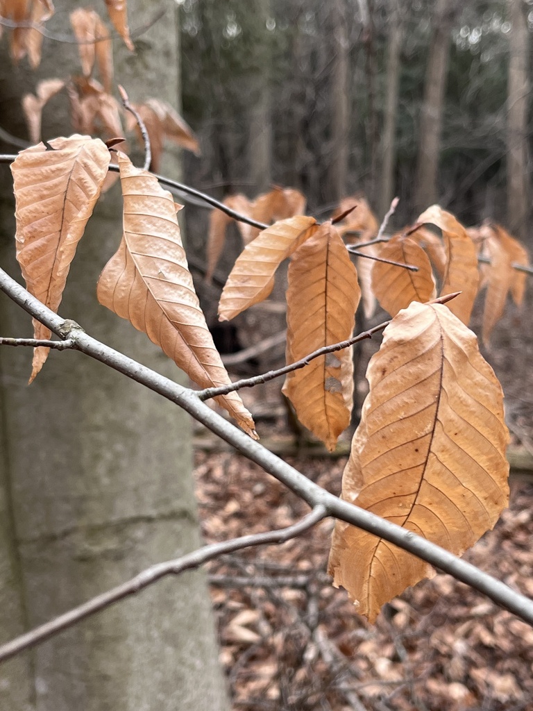 American beech from Hanlon Creek, Guelph, ON, CA on March 8, 2024 at 05 ...