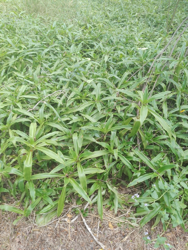 False Bromeliad Plant from Moore Park Beach QLD 4670, Australia on ...