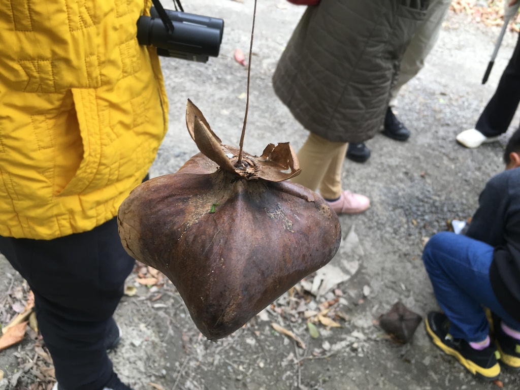 Fish Poison Tree in March 2024 by 陳秉閎 · iNaturalist