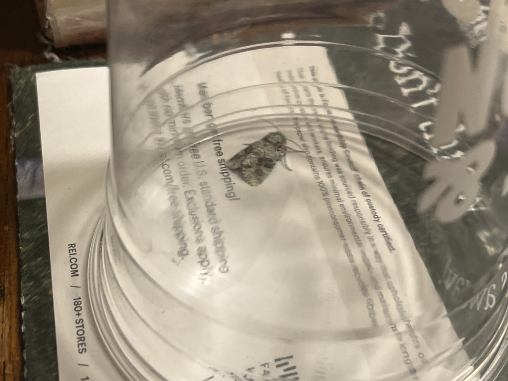 Lacinipolia in March 2024 by Kate Smithson · iNaturalist