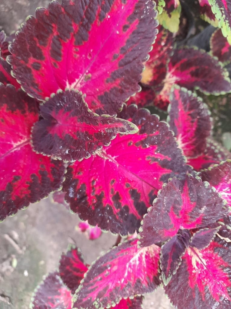 Coleus from Cantón Cevallos, Ecuador on February 15, 2024 by ANGELA ...
