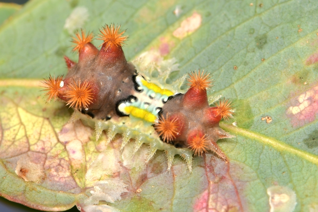 Mottled Cup Moth from Seaford VIC 3198, Australia on March 4, 2024 at ...