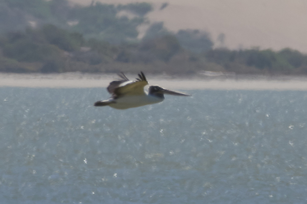 Australian Pelican from Jack Point, Coorong SA 5264, Australia on March ...