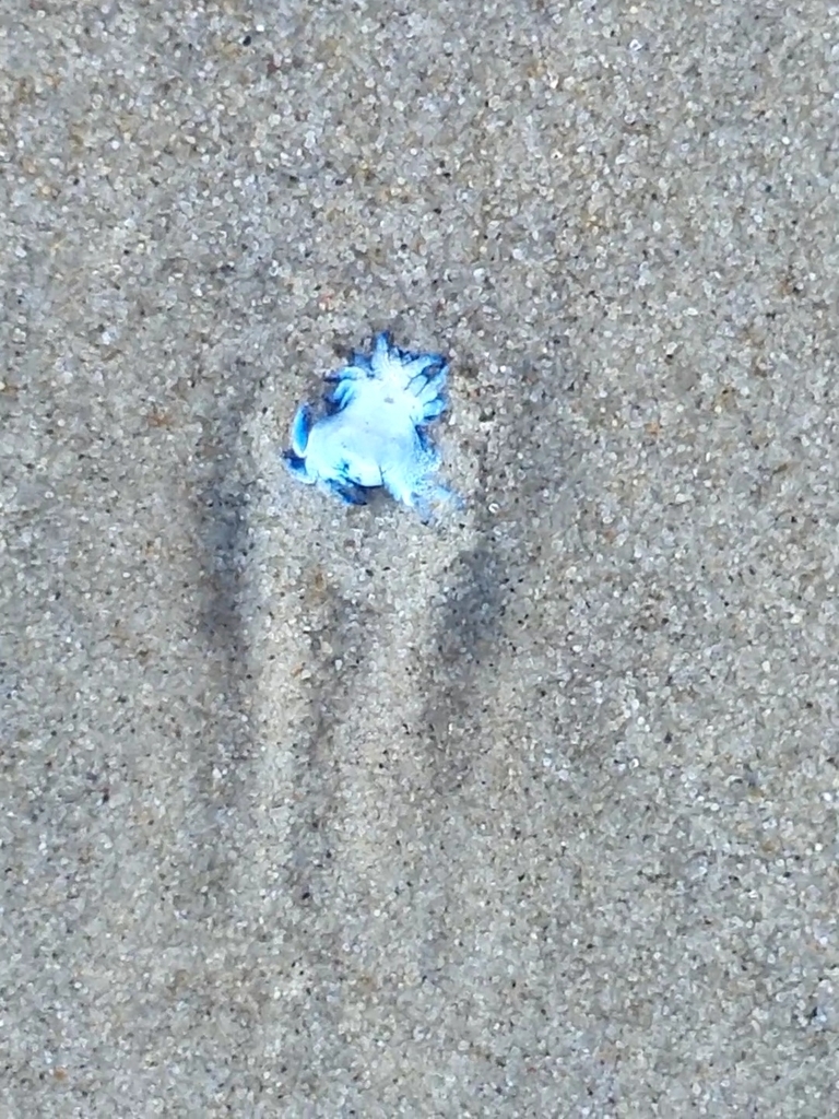 Glaucilla bennettae from Southport Spit, Main Beach QLD, Australia on ...