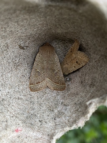 Moths species recorded in 2024 · NaturaLista Colombia