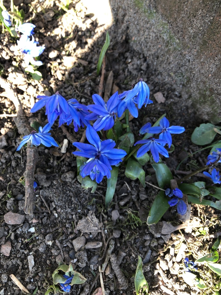 Siberian squill from Honesweg, Winterswijk, Gelderland, NL on March 9 ...