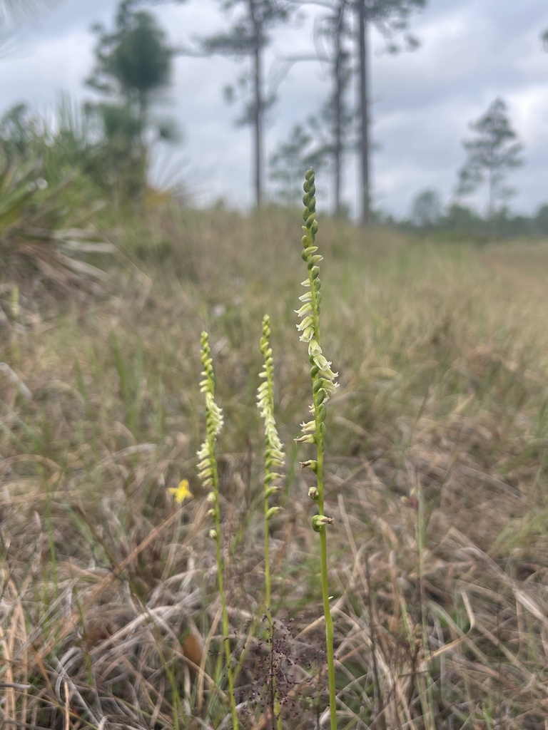 Spiranthes brevilabris floridana in March 2024 by Rose Dominguez ...