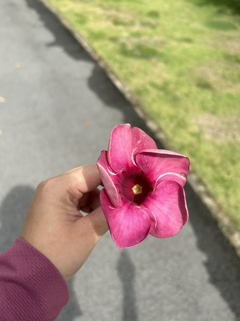 Purple Allamanda from Marina South, Singapore on March 5, 2024 at 10:37 ...