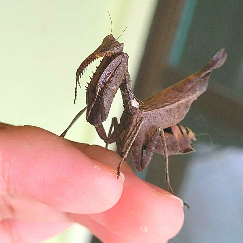 Acanthops from Florianópolis, SC, 88037, Brasil on March 9, 2024 at 12: ...