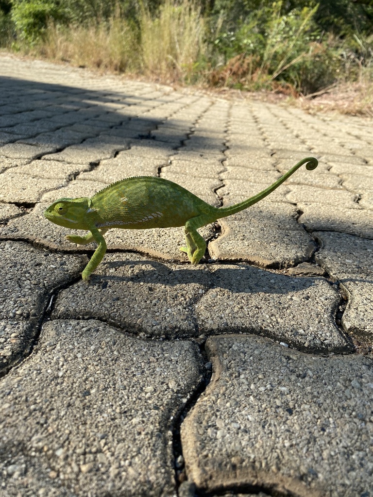 Flap-necked Chameleon in March 2024 by Carel Fourie · iNaturalist